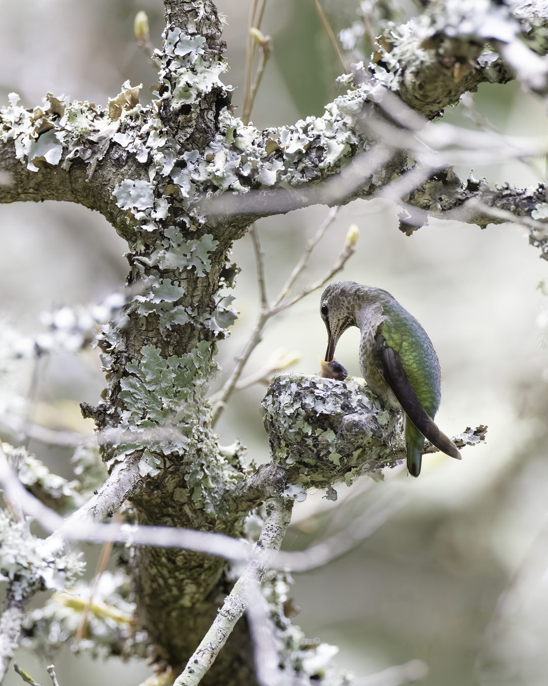 Marin County Breeding Bird Atlas 2 - Marin Audubon Society