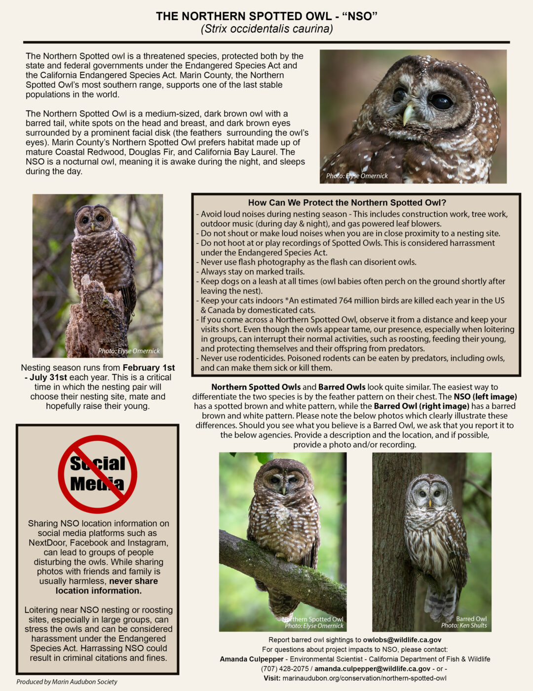 Conservation: Northern Spotted Owl | Marin Audubon Society