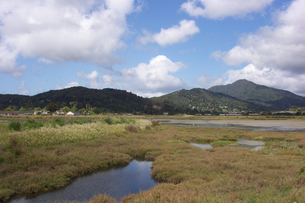 Corte Madera Ecological Reserve - December #1 - Marin Audubon Society