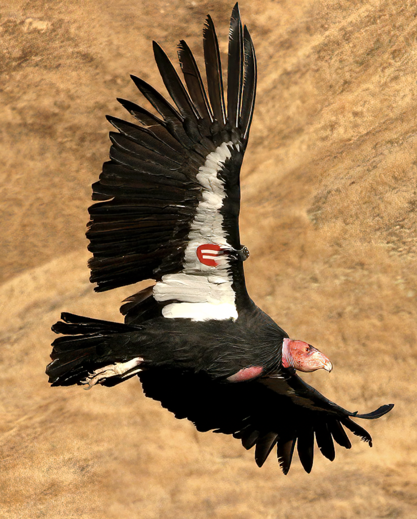 California Condor - Forever Free - Marin Audubon Society