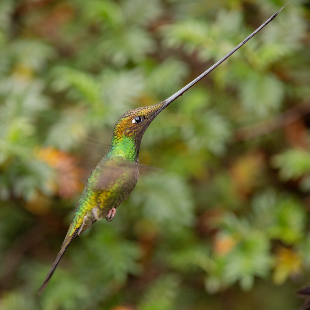 Hummingbirds - Marin Audubon Society